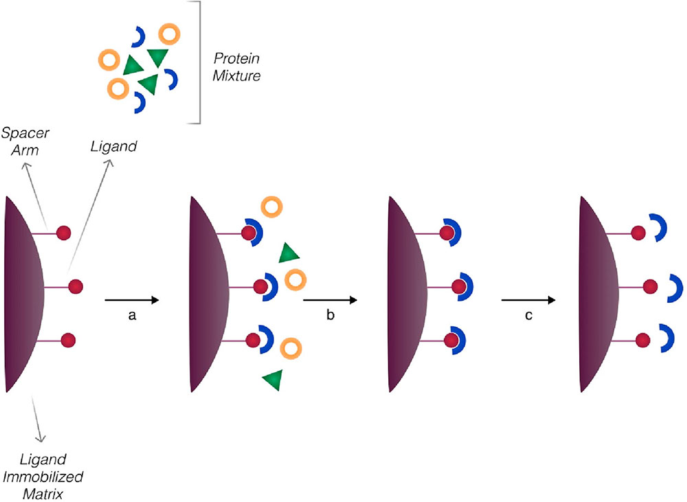 Antibody Purification Techniques Biointron Antibody Purification Techniques Biointron